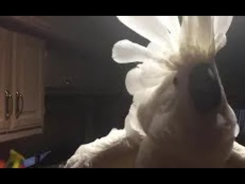 Chief the Cockatoo CUSSES out the owner for leaving room!