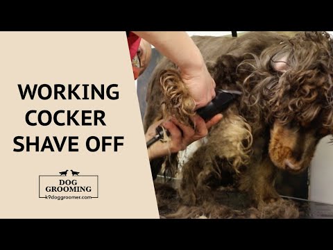 Working Cocker Spaniel Dog Grooming - Shave Off - Monster Matts | K9 Dog Groomers