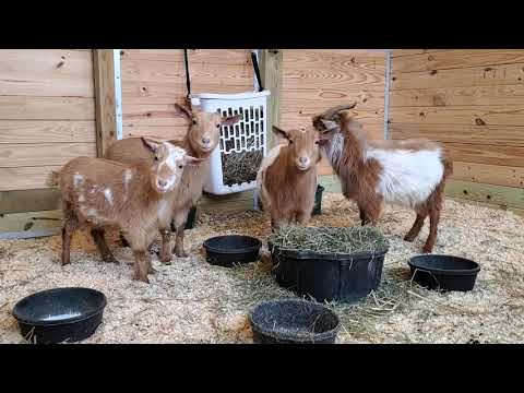 Farm animals whisked to the safety and warmth of our barn at Nevins Farm!