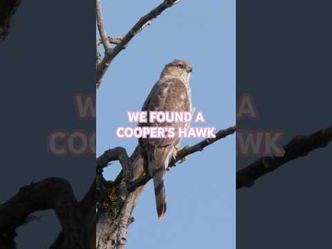 We Found A Cooper’s Hawk! #birding #hawk #outdoors #nature #wildlife