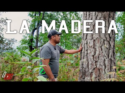 🪵Where Does Wood REALLY Come From? 🌳 | Wood: Beyond the Trees (Documentary)