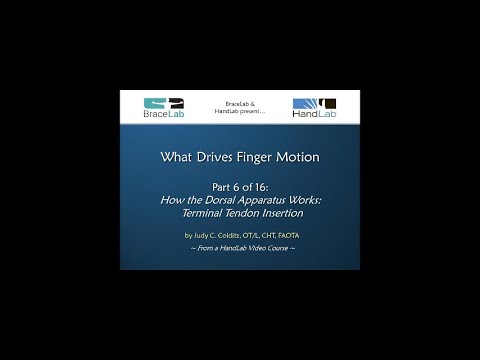 What Drives Finger Motion Part 6 of 16: Terminal Tendon Insertion