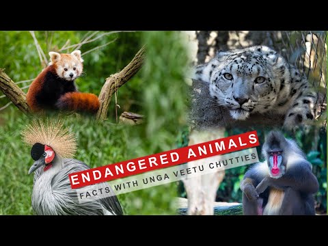 Endangered animals | Top 10 endangered animals | Endangered animal Facts | Endangered animals Tamil