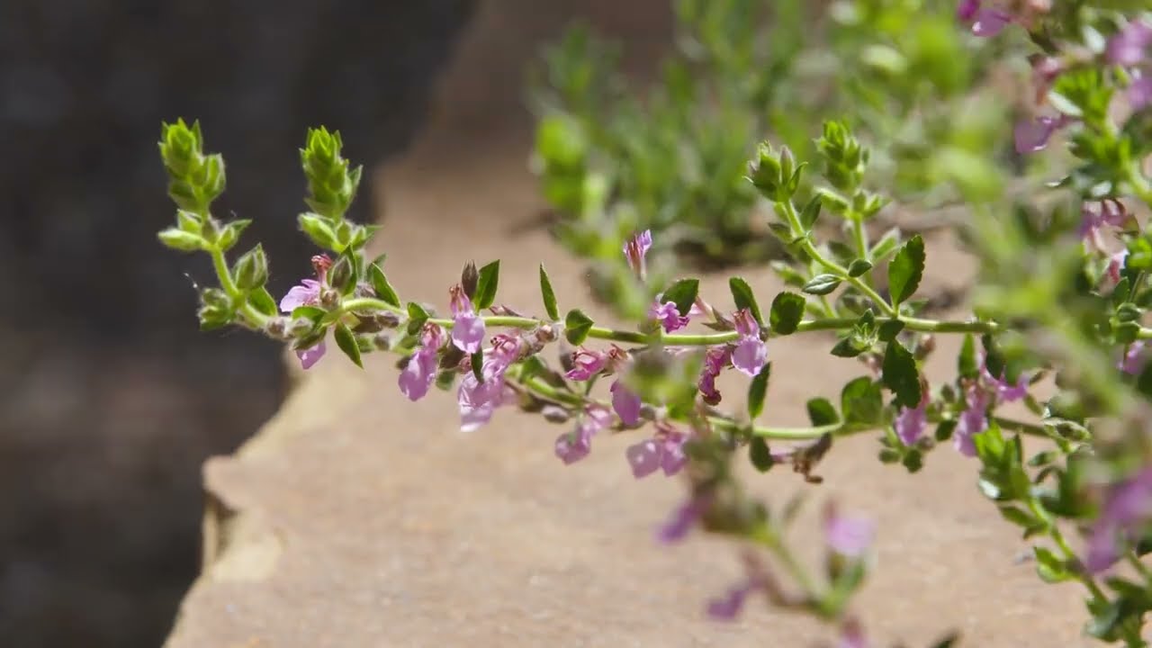 Beautiful Germander's for the Garden