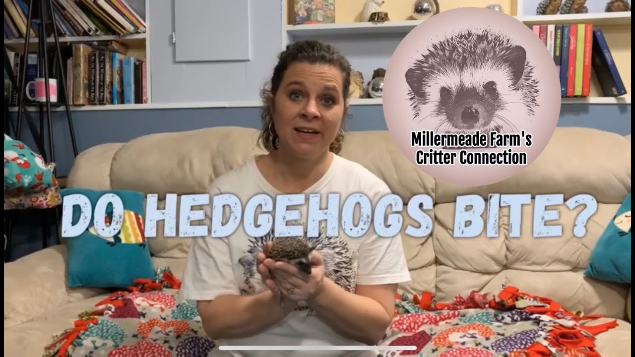 Do Hedgehogs Bite? (part one)