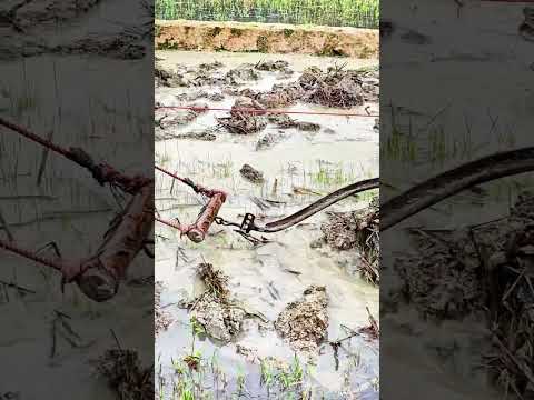 Ox plowing demonstration farming