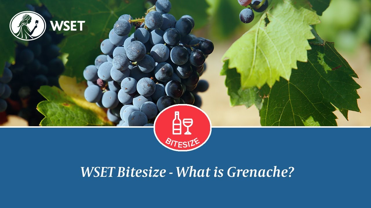 WSET Bitesize - What Is Grenache?