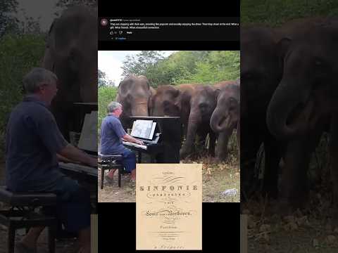 Old Elephants Listening to a Beethoven Symphony for the First Time #nature