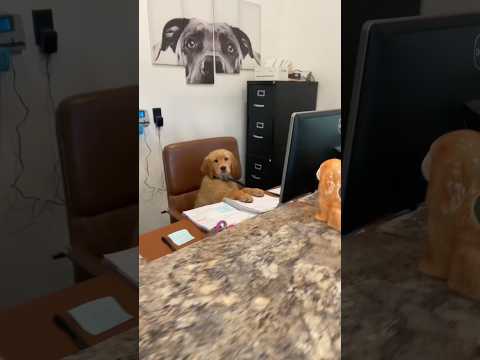 A hard-working dog #funny #cute #pets #dog #hapydog #cutedog #happydog #doglover