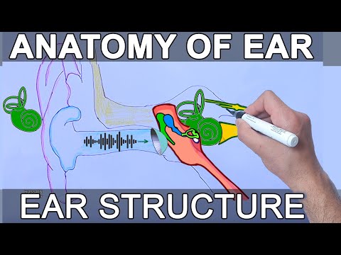 Anatomy of Ear | Structure and Basic functions