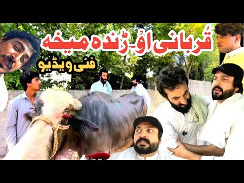 Qurbani Ao Randa Meha Funny Video By PK Plus Vines