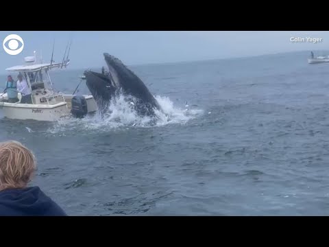Whale capsizes boat off coast of New Hampshire