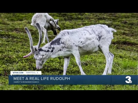 Kurt Reindeer