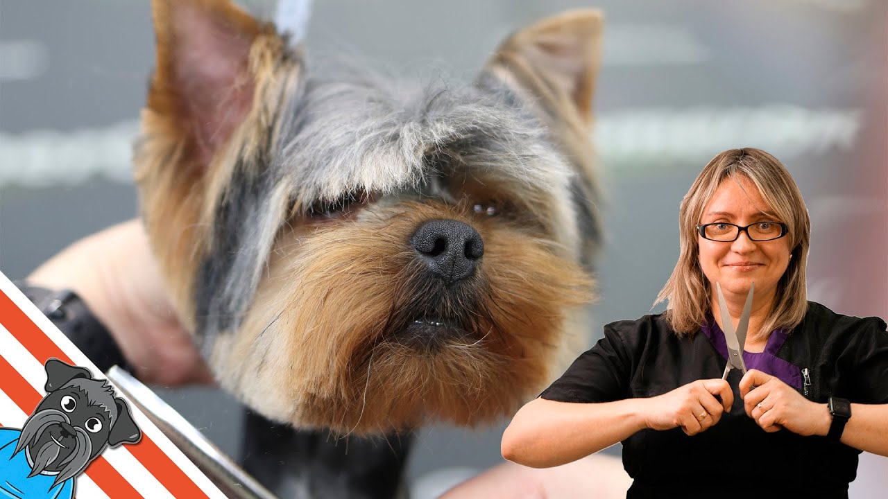 Yorkshire Terrier | Grooming Style
