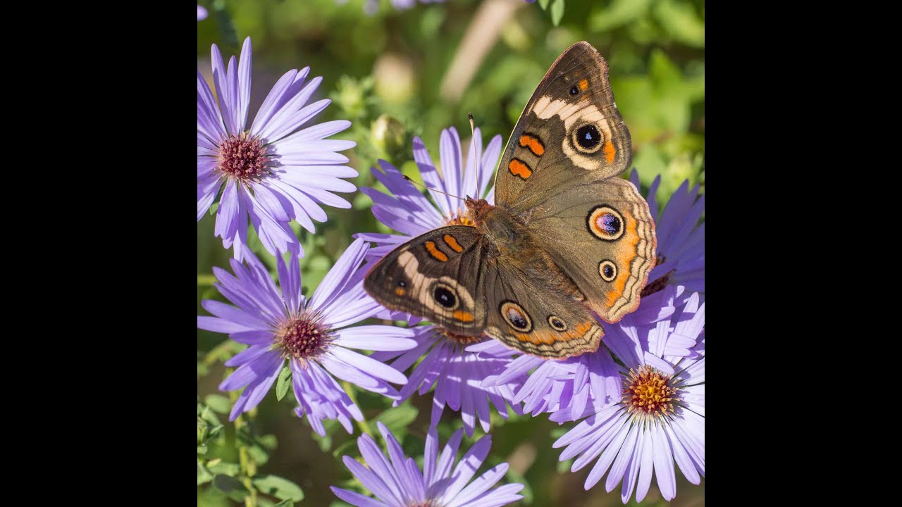 All About Asters with Mary Anne Borge