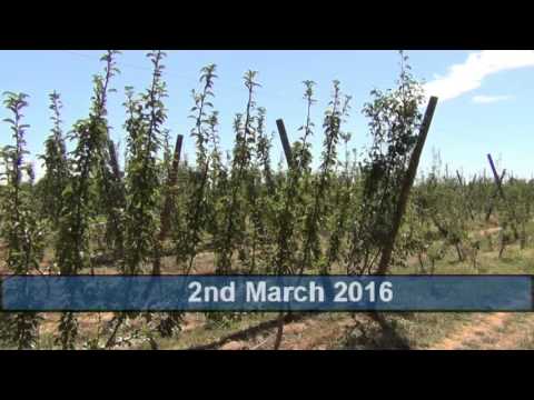 Cordon tree training systems on Open Tatura trellis