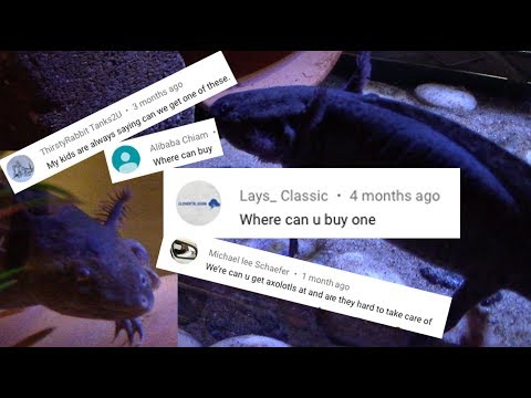 Where to get an Axolotl