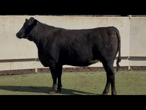 Bred Angus Cross - J&J Cattle Co