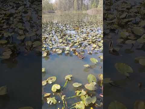 The swamp.