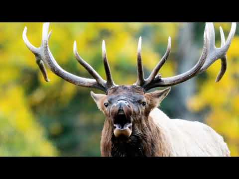 A Canadian Fall Compilation of Images From Jason Leo Bantle
