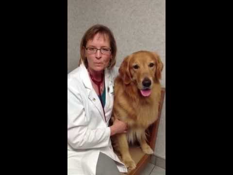 DES MOINES VET PRACTICE VIDEO - INGERSOLL ANIMAL WELCOMES NEW PATIENTS
