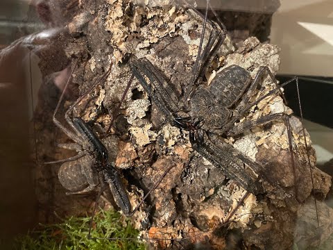 Damon medius, The Giant Tailless Whipscorpion, there Care and Husbandry
