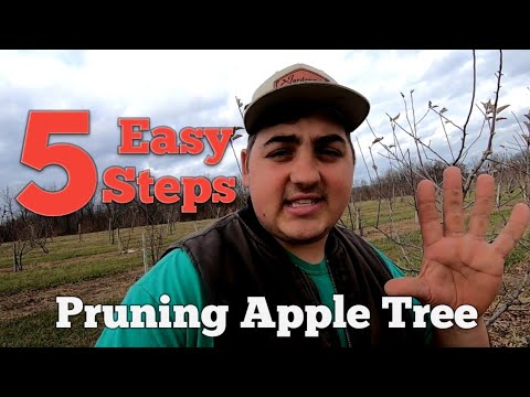 Pruning Apple Tree In 5 Steps!