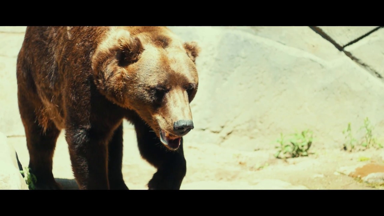 Zoo Adventure: The Movie (John Ball Zoo)