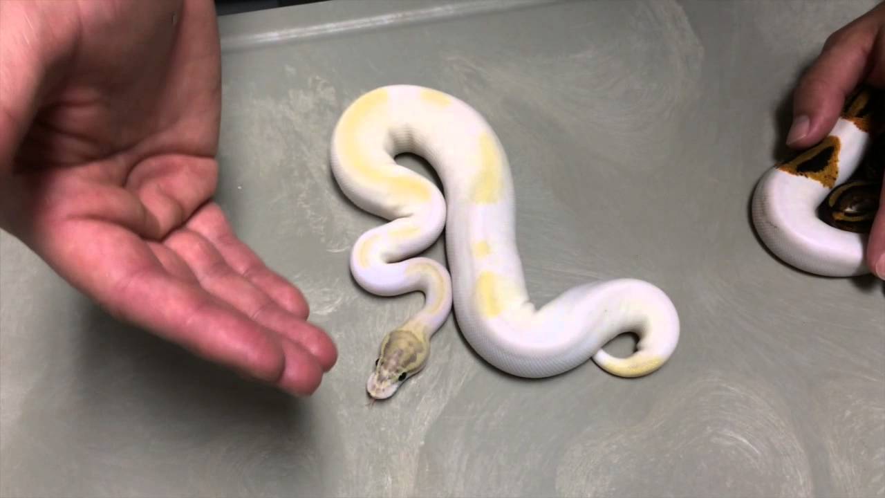 Morphs 101 - Ivory Piebald