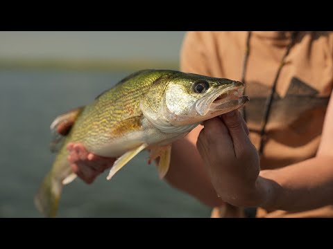 Walleye Spawning - Lake Sakakawea 2025 - NDGF - 05-01-2025