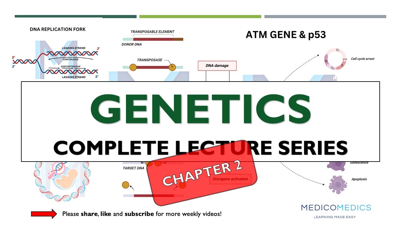 Genetics Chapter 2 | DNA, Chromosomes, Mitosis, Meiosis & Protein Synthesis
