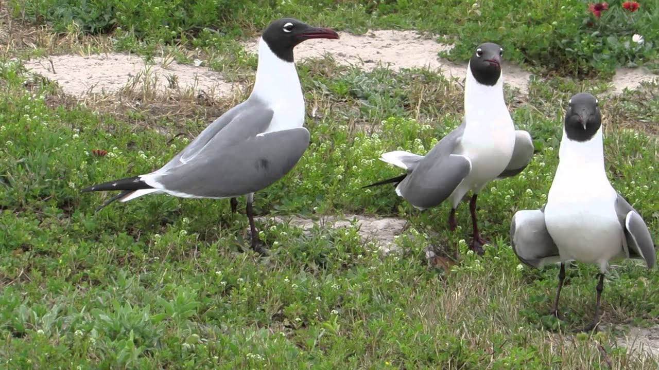 Laughing Gulls 