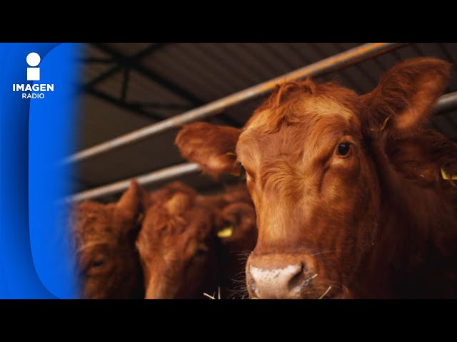 El Internet de las vacas, negocio cárnico y ganadero con ayuda IA
