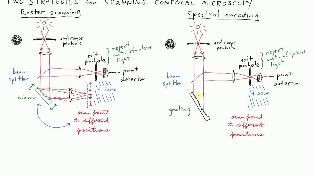 Scanning confocal microscopy