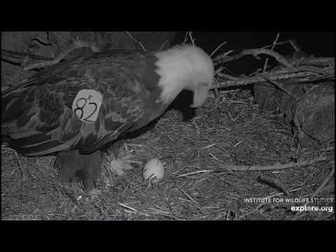 2-27-2020 Cholyn Lays 1st Egg!๐ฅ Two Harbors Eagles