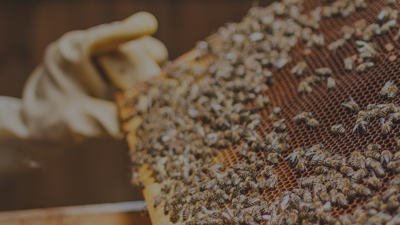 Master Beekeeping Certificate from Cornell University