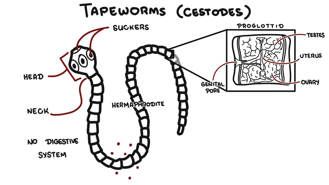 Helminths Explained: Tapeworms, Roundworms & Flukes | Parasite Overview for Students