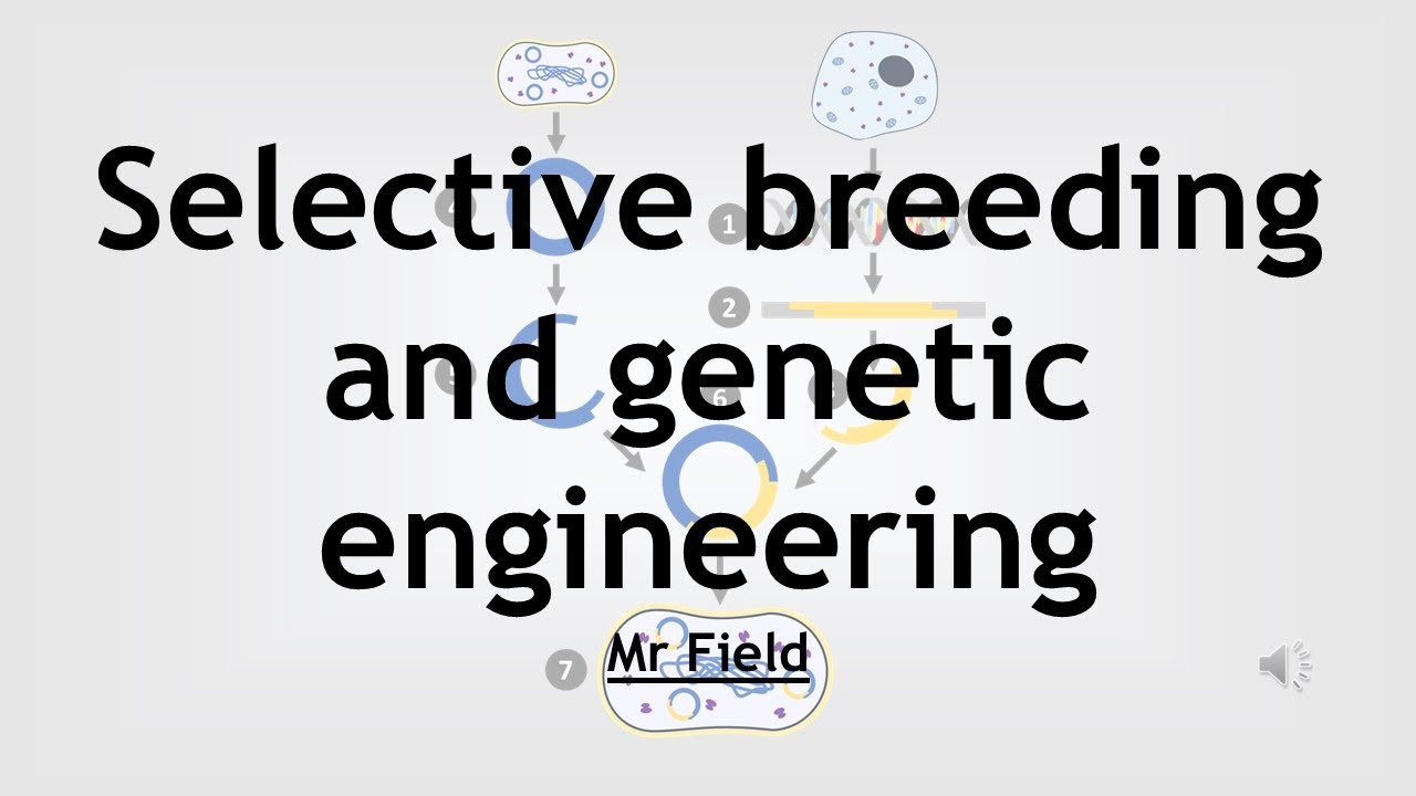 GCSE Biology 12 - Selective breeding and genetic modification