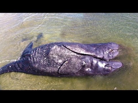 Conjoined whale calves wash ashore | Boing Boing