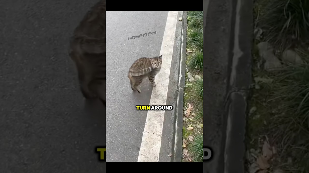 Cover Cats: Total Eclipse of the Heart (their favorite version)❤️😼 #funnycats #totaleclipse #shorts