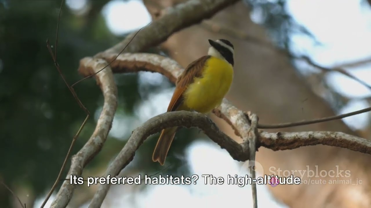 Puerto Rico's Endemic Birds: Treasures of the Tropics #cute animal_jc