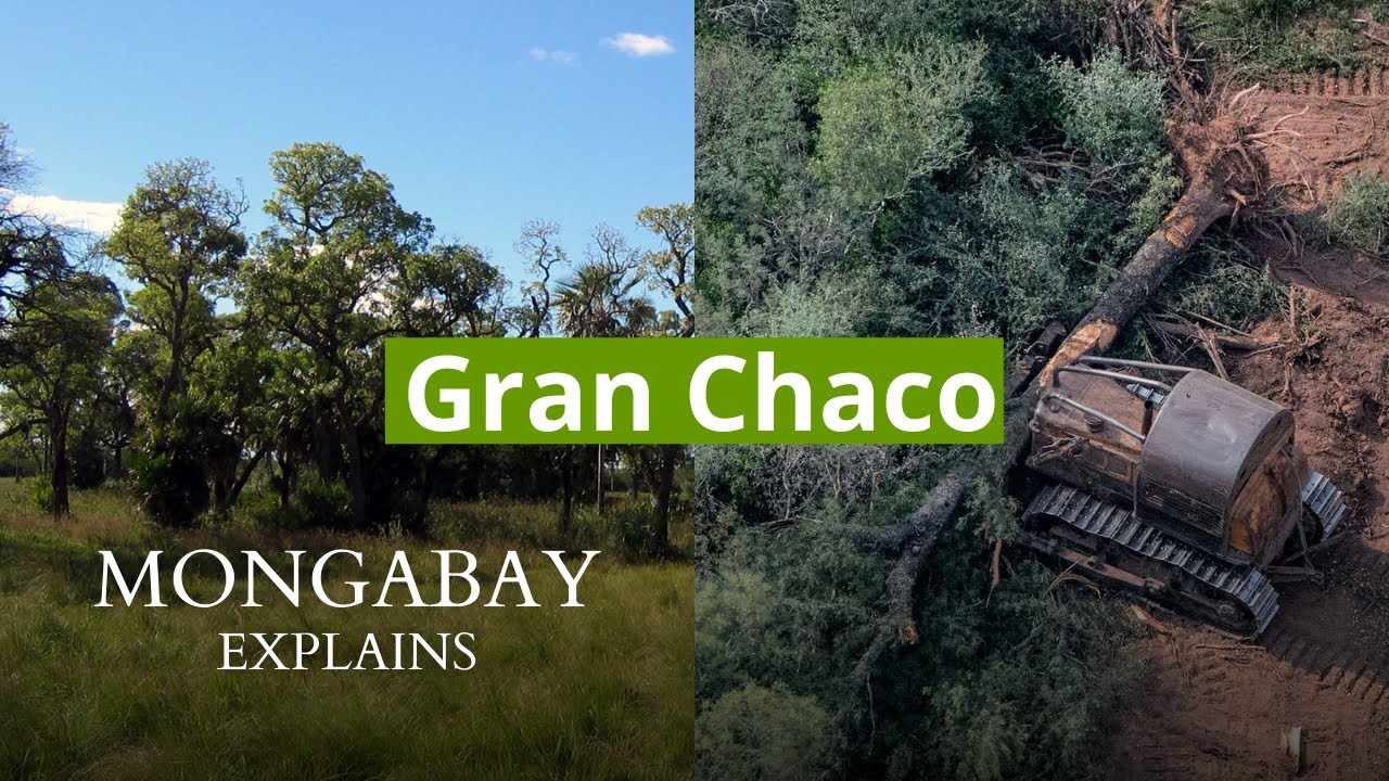 What is the Gran Chaco? | Mongabay Explains