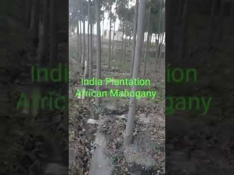 Mahogany Wood - Mahogany Tree Latest Price, Manufacturers & Suppliers