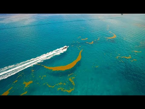 The Astounding Length of Seaweed in the Sargasso Sea (4K)