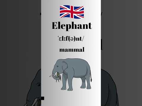 How to Pronounce Elephant in English British Accent #learnenglish #learnenglishtogether