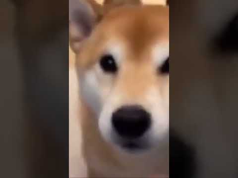 Knuckle sandwich for doggo:3