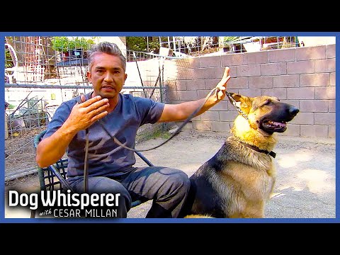 Cesar Millan Transforms Leash Aggressive German Shepherd | Dog Whisperer with Cesar Millan