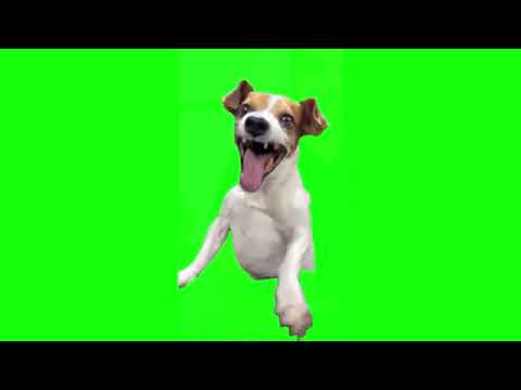 Green Screen Laughing Dog Meme | Funny viral dog meme | free download