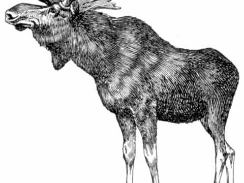 Moose in the Machine