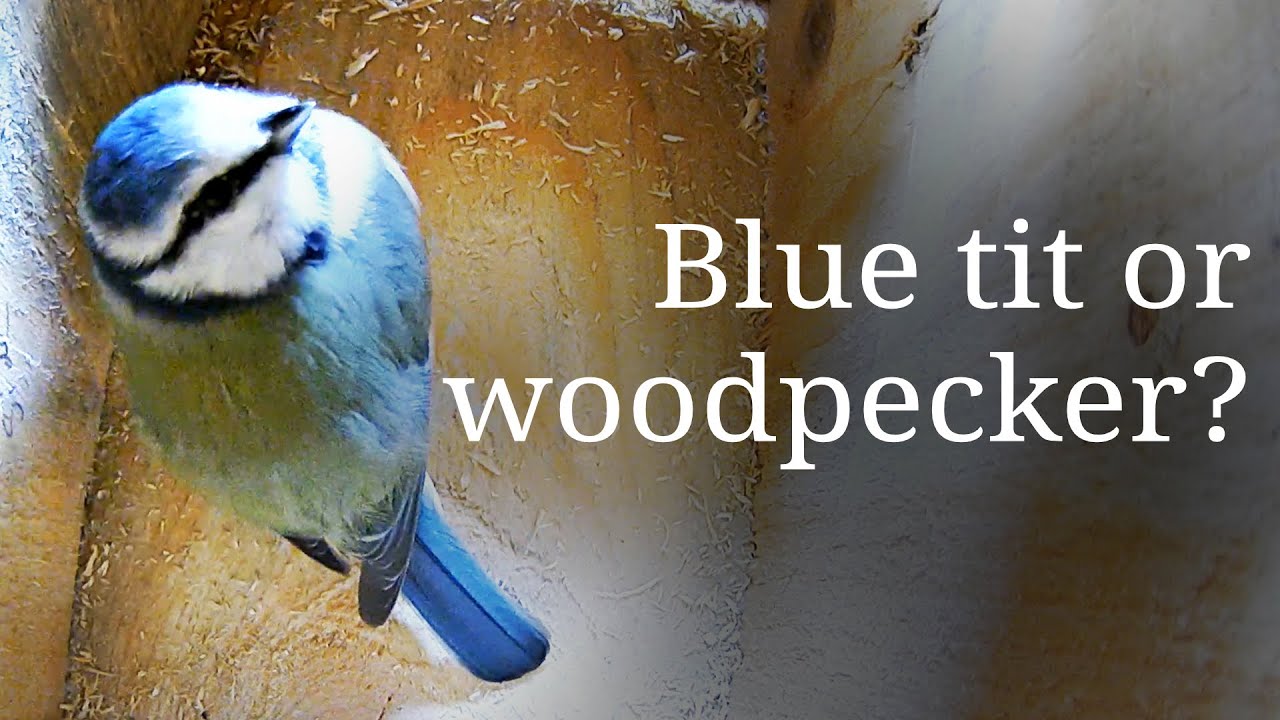 Why do blue tits peck at my nestbox?